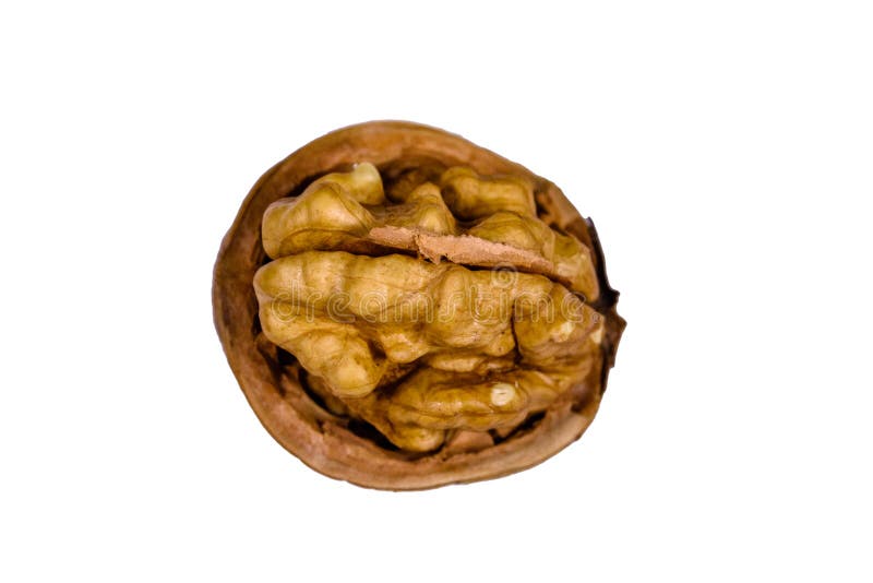 One Walnut Isolated on the White Background Stock Image - Image of food ...