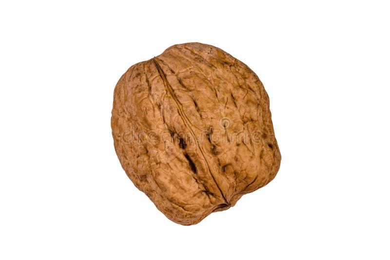 One Walnut Isolated on the White Background Stock Image - Image of ...