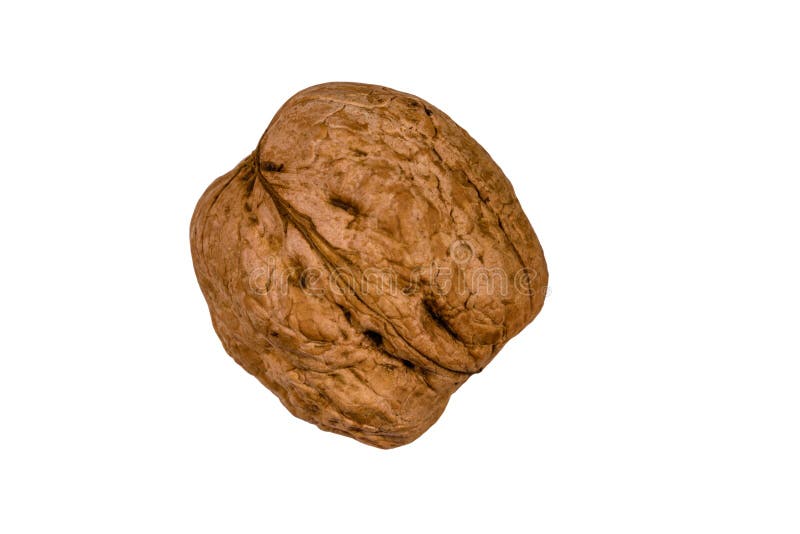One Walnut Isolated on the White Background Stock Image - Image of food ...