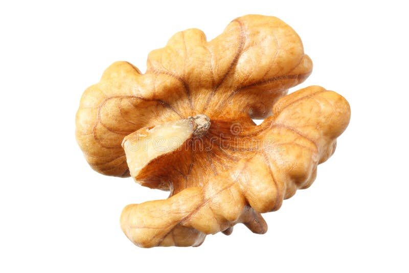 One Walnut Isolated on White Background Stock Photo - Image of nature ...