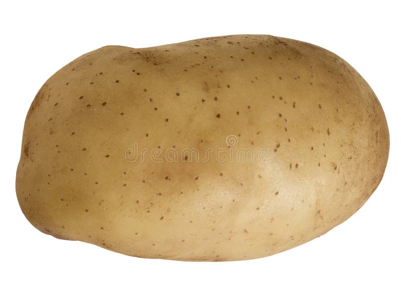One washed potato close stock image. Image of potatoes - 90750273