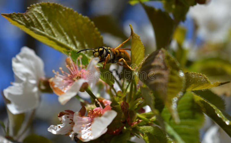 Wasp on a cherry blossom stock photo. Image of cherry - 183294114