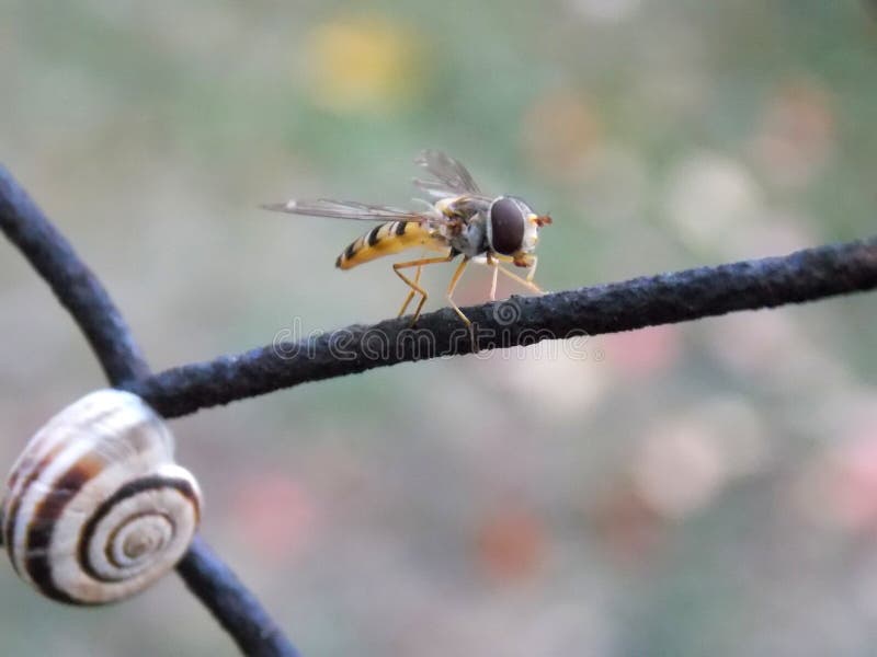 Wasp and snail on the wire stock image. Image of animal - 127139255