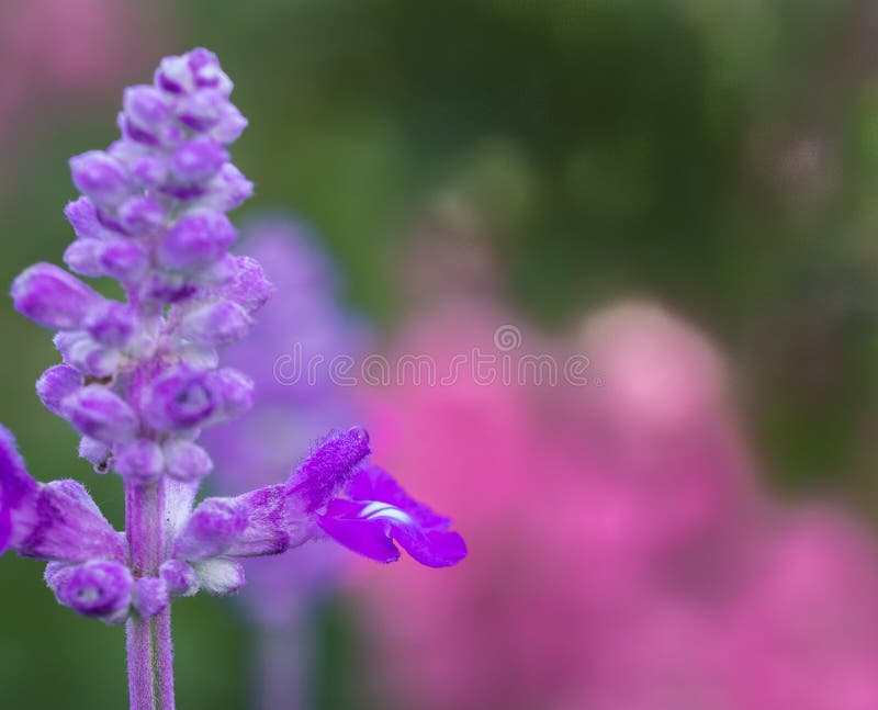 One Water Drop of Pollen stock photo. Image of asterids - 90011636