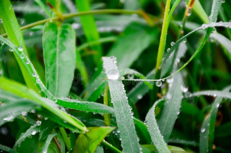 One Water Drop on the Top of the Leave. Stock Photo - Image of leave ...