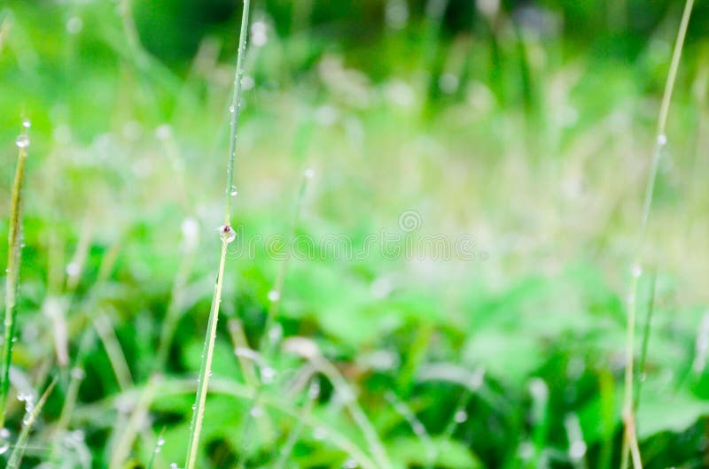 One Water Drop on the Top of the Leave. Stock Image - Image of water ...
