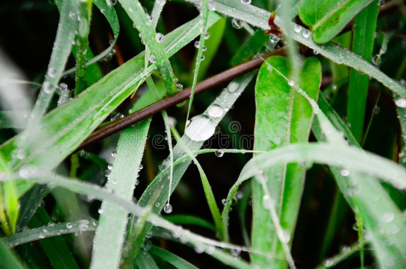 One Water Drop on the Top of the Leave. Stock Image - Image of leave ...