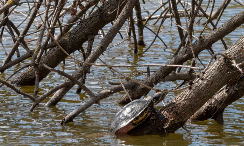 Water Turtle on a Tree Branch Stock Image - Image of sunbath, basking ...
