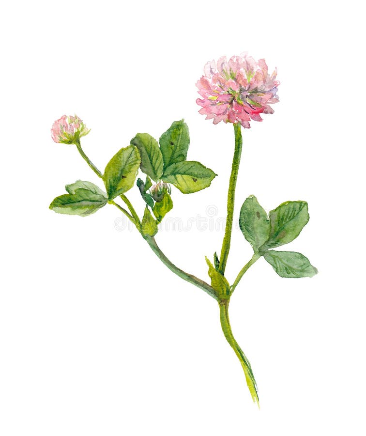 One Watercolor Painted Pink Clover Flower, Stock Illustration ...