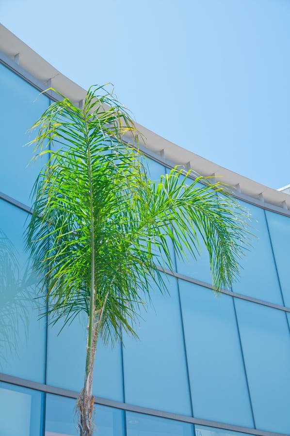 One Way Glass Windows on the Facade of a Palm Tree Stock Image - Image ...
