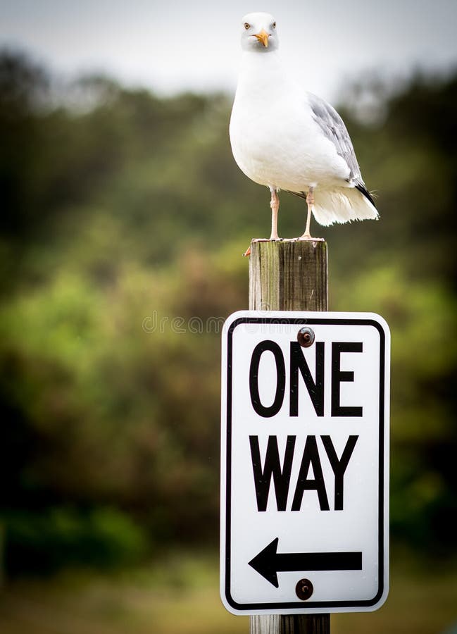 One Way Sea Gull Deciding stock photo. Image of gull - 42327392