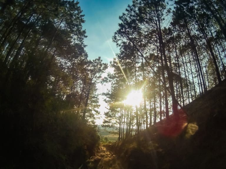 Only one way stock photo. Image of sunset, pine, tree - 132588224