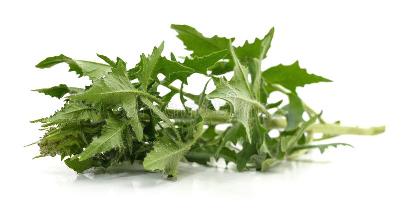 One weed branch stock image. Image of branch, background - 282138593