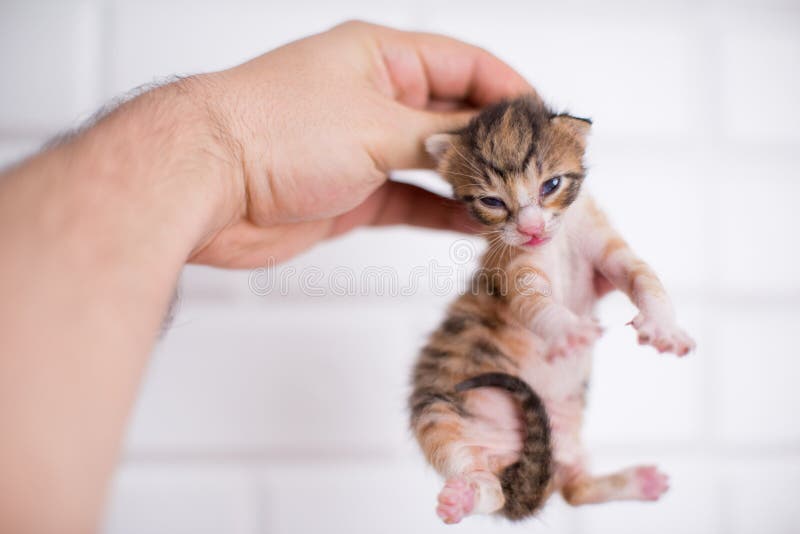 One week old baby kitten stock photo. Image of week - 191732066