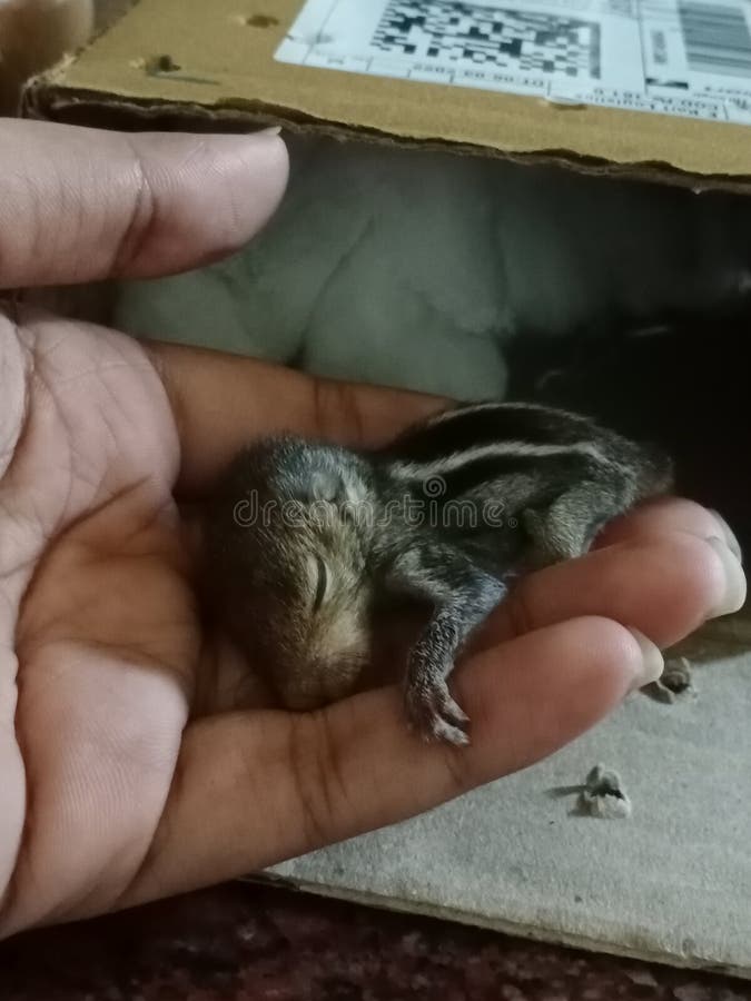 One Week Old Friendly Squirrel Editorial Stock Photo - Image of week ...