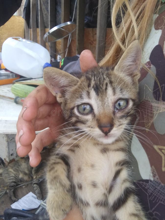 One Week Old Kitten with Child Stock Photo - Image of week, kitten ...