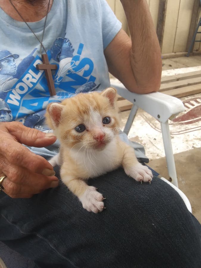 One Week Old Kitten with Grandma Stock Image - Image of kitten, grandma ...