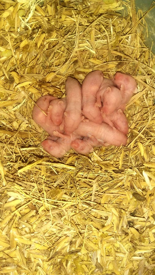 One week old rat stock image. Image of prairie, leaf - 253196201