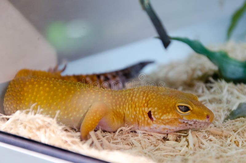 One Weird Yellow Orange Lizard Stock Image - Image of wildlife, pink ...