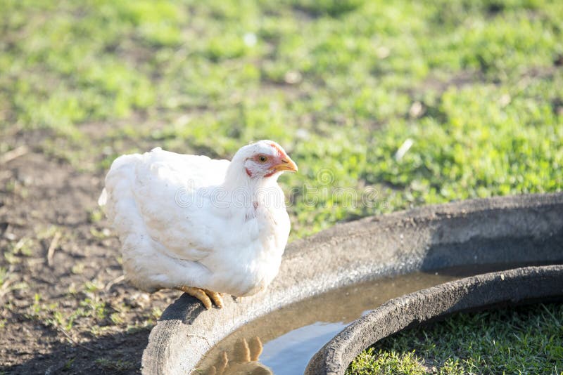 One White Adult Broiler in Bright Day in Country Yard Stock Photo ...