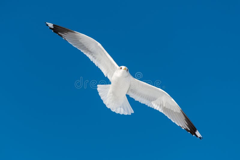 Set of White Flying Birds Isolated. Gulls Stock Image - Image of ...
