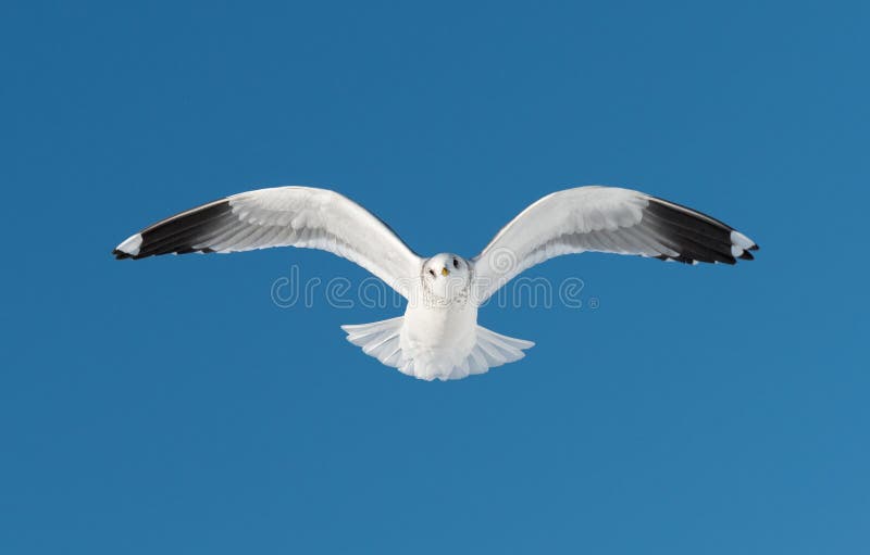 One White Bird Flies on Sky Stock Photo - Image of motion, high: 44737922
