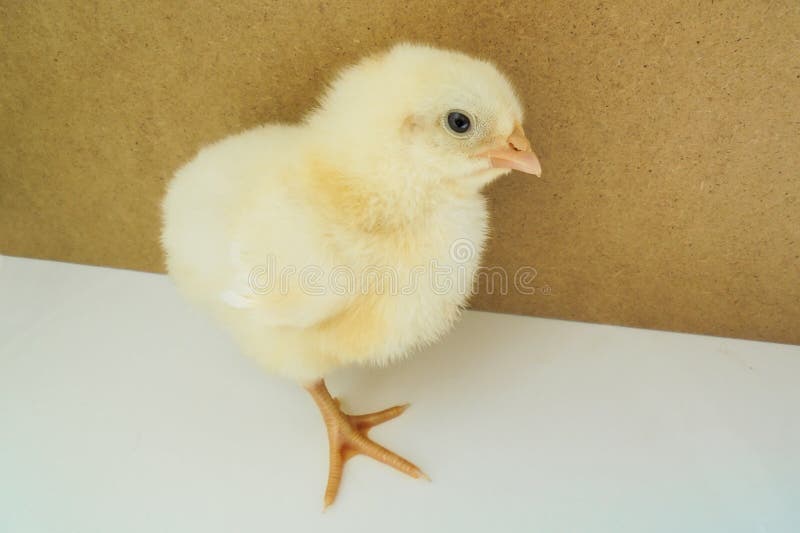 One white broiler chicken stock image. Image of color - 207271779