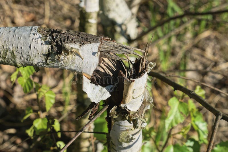 One White Broken Birch Tree with Small Green Leaves on the Branches ...