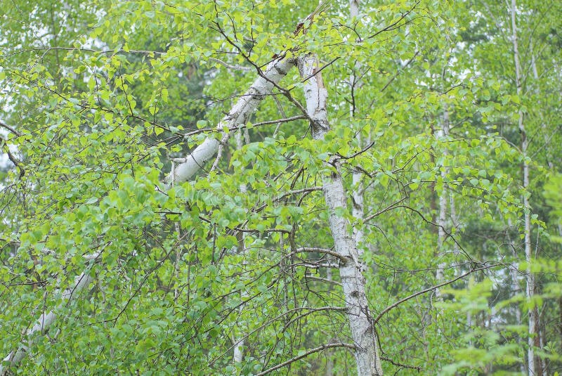 One White Broken Birch Tree with Small Green Leaves Stock Photo - Image ...