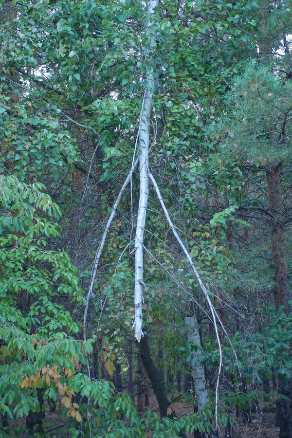 One White Broken Birch Tree with Small Green Leaves Stock Photo - Image ...