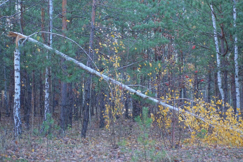 One White Broken Birch Tree with Small Yellow Leaves on the Branches ...