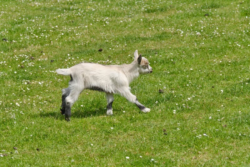 One Brown Horned, Brown Baby Goat Kid, Seen from Back of Head, Part of ...