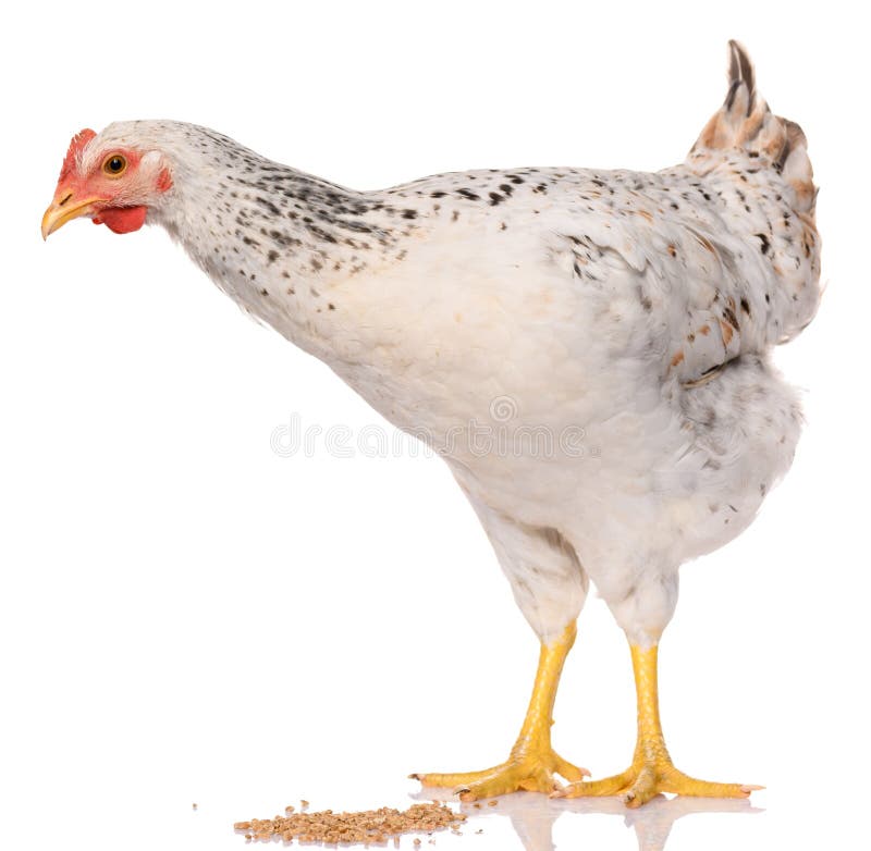Chicken isolated on white. stock photo. Image of farming - 24147100