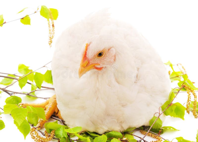 One White Chicken in the Letter Stock Image - Image of color, country ...