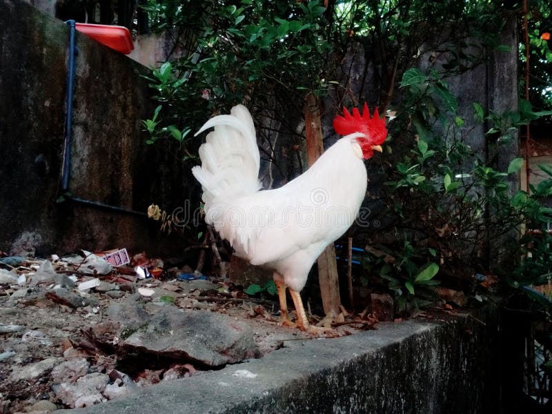 White chicken standing stock photo. Image of side, view - 107842602