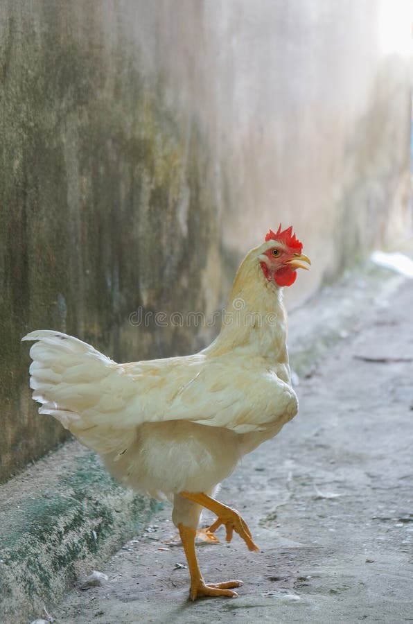 One White Chicken that is Walking beside the Wall Stock Photo - Image ...