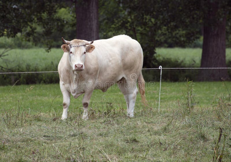 One white cow stock photo. Image of outdoors, farm, ranch - 42645990