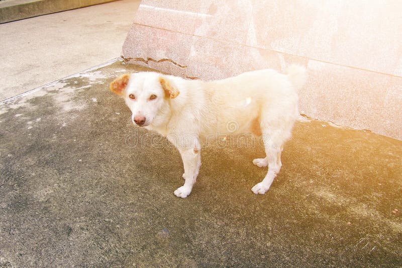 One white dog stock photo. Image of white, sunlight - 131149926