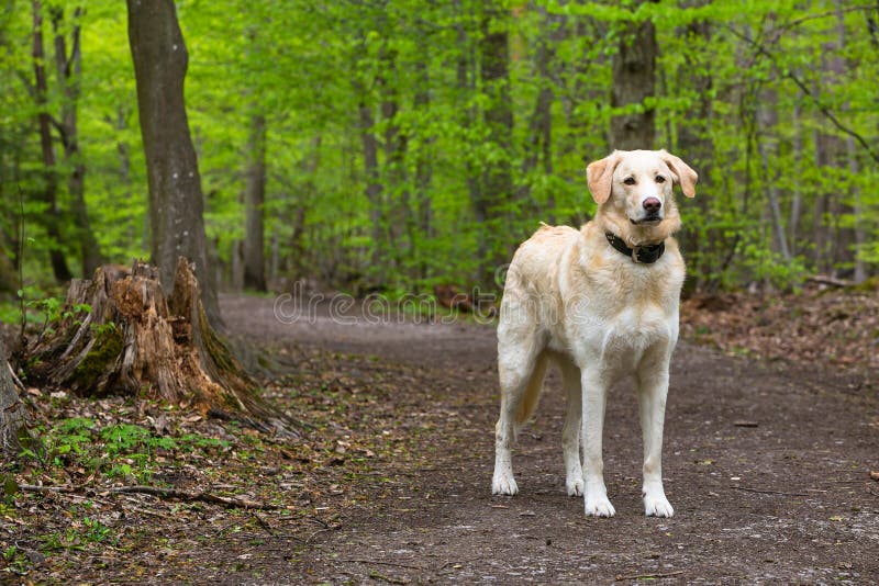 One White Dog Standing on a Forest Path Stock Photo - Image of standing ...