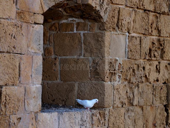 One White Dove in the Arch of an Ancient Stone Building Stock Photo ...