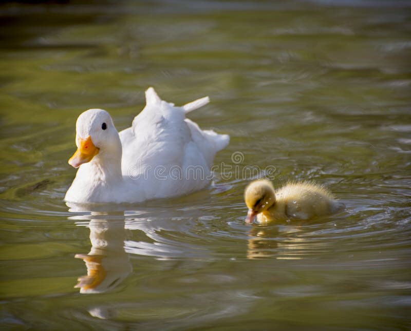 One White Duck with Her Duckling Stock Image - Image of head, lake ...