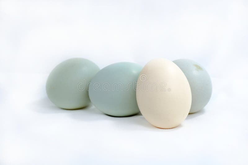 One White Egg among Three Blue-green Duck Eggs on White. Stock Photo ...