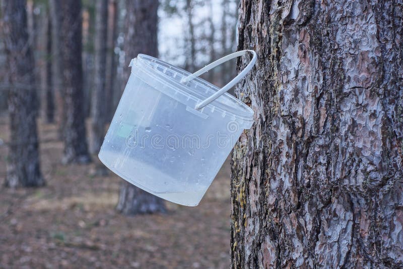 One White Empty Plastic Bucket Hanging on a Gray Pine Tree Stock Image ...