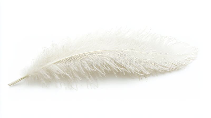 One White Feather Isolated on White Background Stock Illustration ...