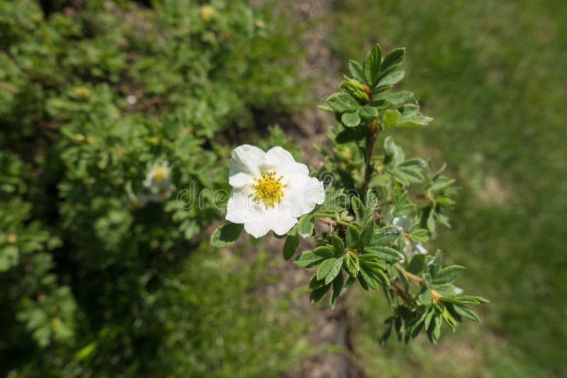 One White Five-petaled Flower of Shrubby Cinquefoil Stock Image - Image ...