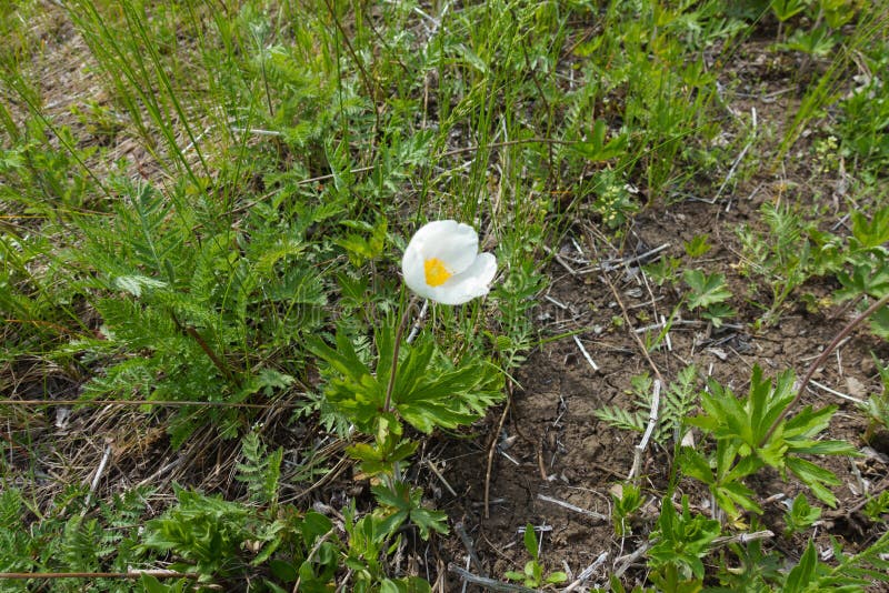 One White Flower of Anemone Sylvestris Stock Photo - Image of ...
