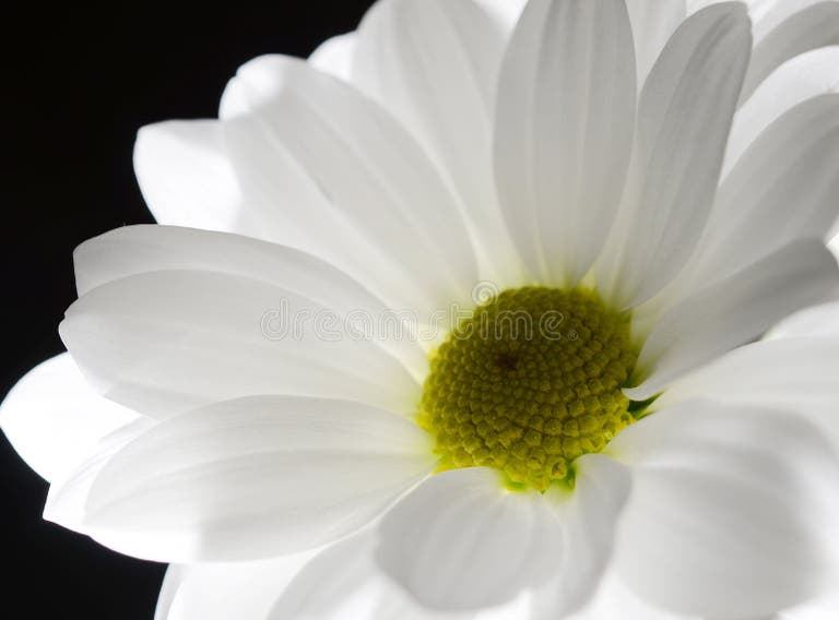 One White Flower on Black Background Stock Image - Image of beauty ...