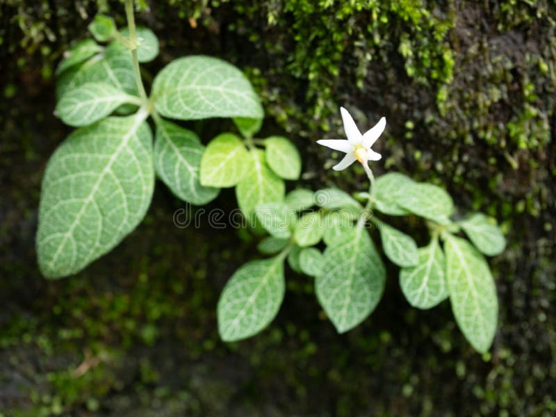One White Flower that Bloom on Tree Stock Photo - Image of background ...