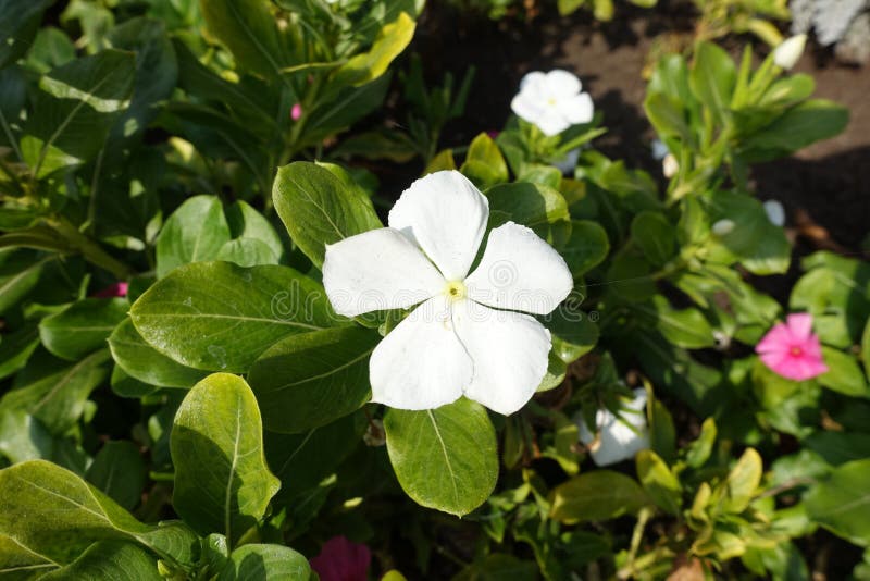 One White Flower of Catharanthus Roseus Stock Image - Image of ...