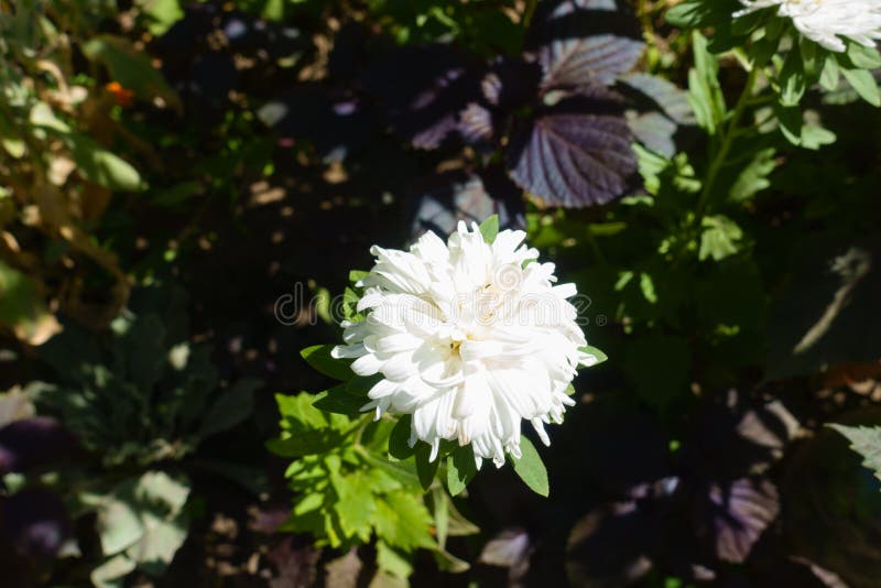 One White Flower of China Aster Stock Image - Image of bloom, annual ...